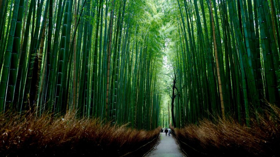 The Values | North American Association for Environmental Education